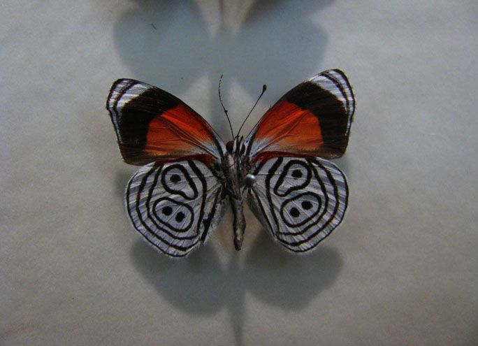 ¿Conocés a la Mariposa 89?