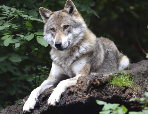 Animales feroces que no son tan peligrosos para el ser humano como dicen