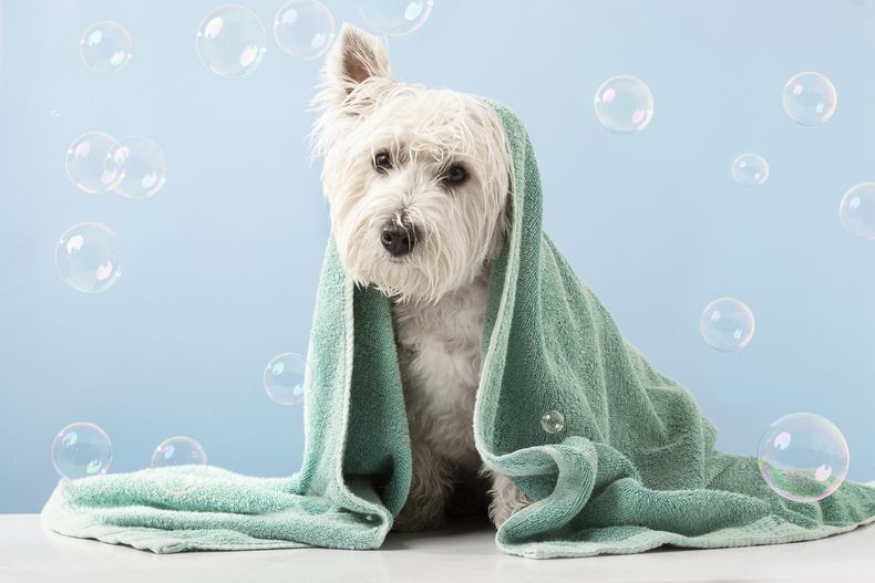 Mascotas: las 5 razas de perro más limpias