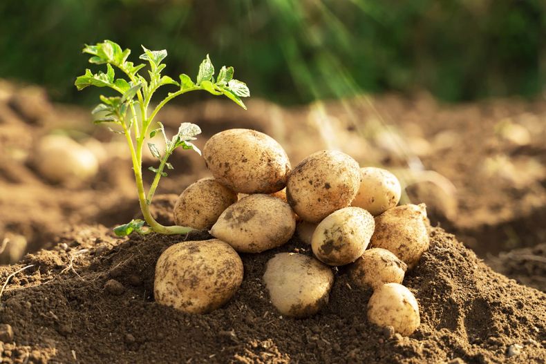 Papas andinas en Mendoza, la innovación del INTA para un cultivo con ...