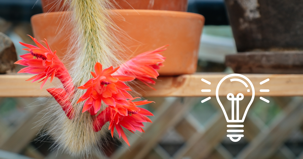 Ni difícil ni costoso: así podés cuidar y reproducir el cactus cola de mono en casa