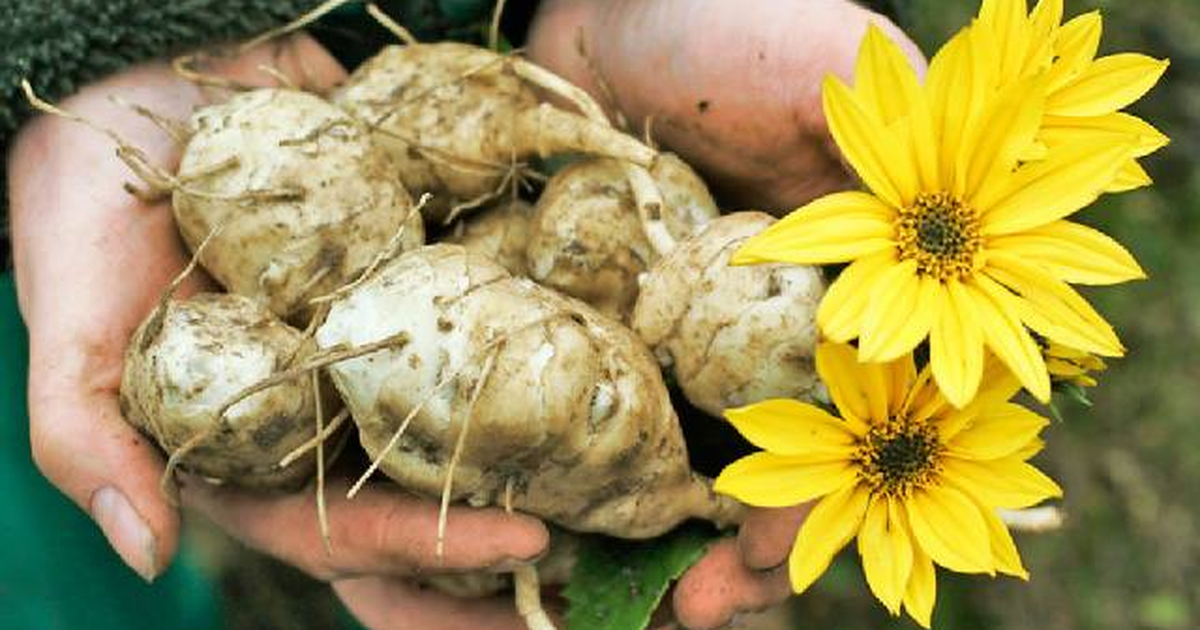 Jardinería: conocé esta planta comestible que además tiene flores ...