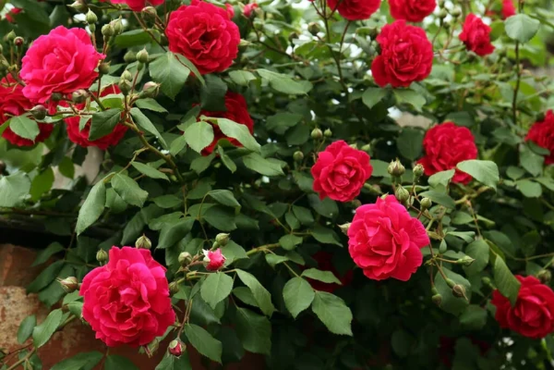 Jardinería: cómo identificar y combatir las plagas y enfermedades de ...