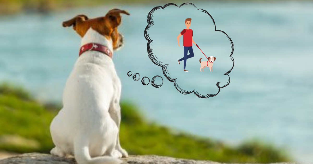 Mascota: descubre cómo funciona la memoria de los perros y si pueden ...