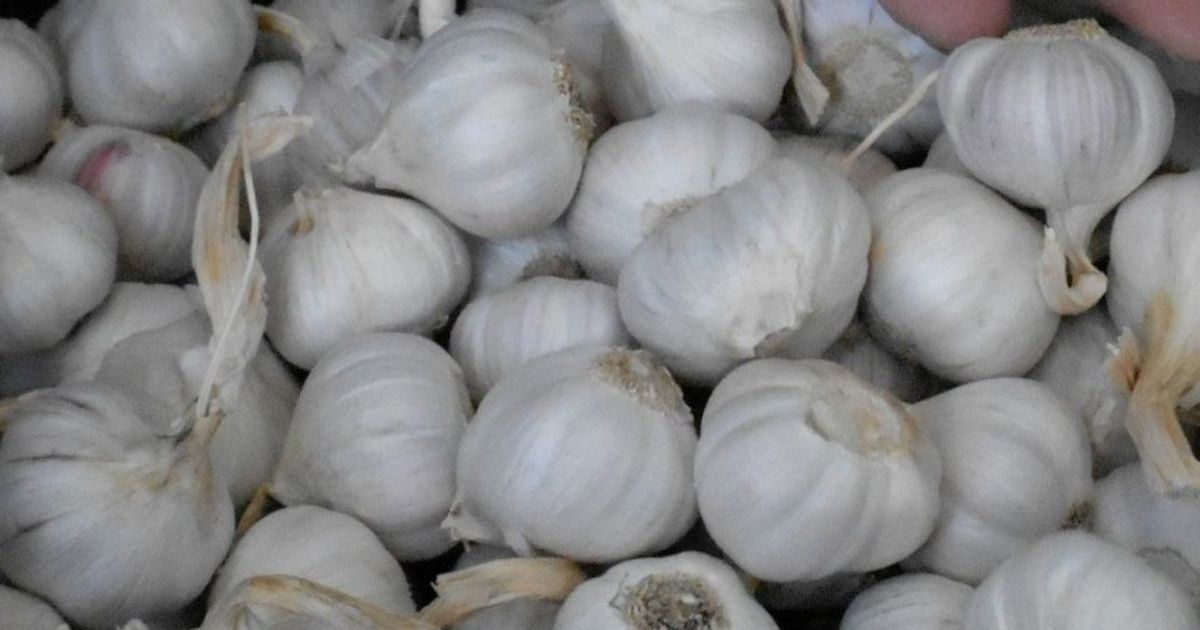 Estos son los nuevos valores referenciales para la exportación de ajo