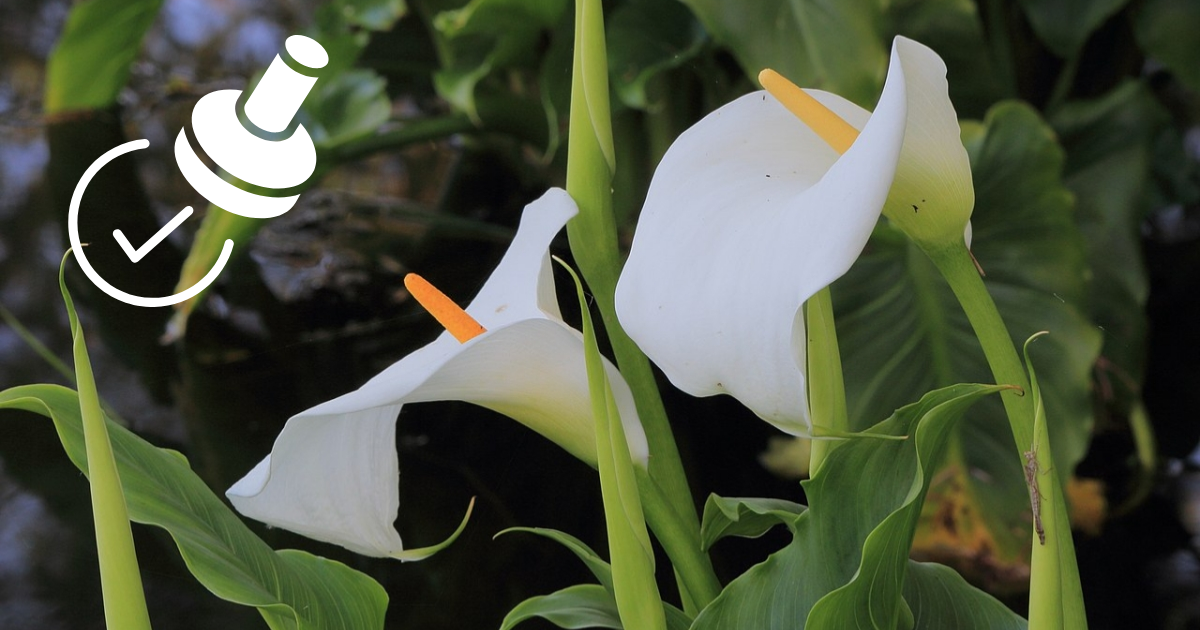 Jardinería: el secreto mejor guardado para que tu planta de cala ...