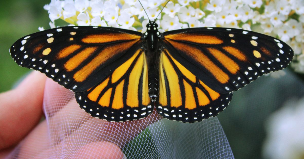 ¿Cuál es el significado del color de las mariposas?