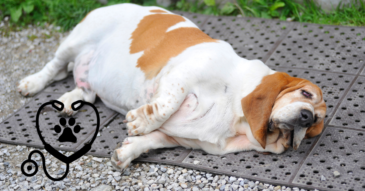 Científicos advierten: ni la raza ni la cantidad de comida explican por ...