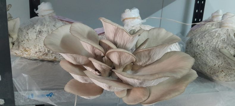 Hongos comestibles: investigadores cultivan gírgolas en restos de vid y ...