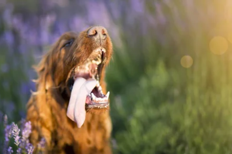 Comportamiento canino: Cómo saber si tu mascota jadea demasiado y qué ...