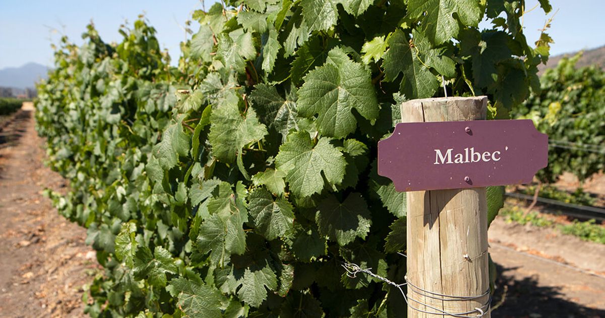 Los números del Malbec en una imagen