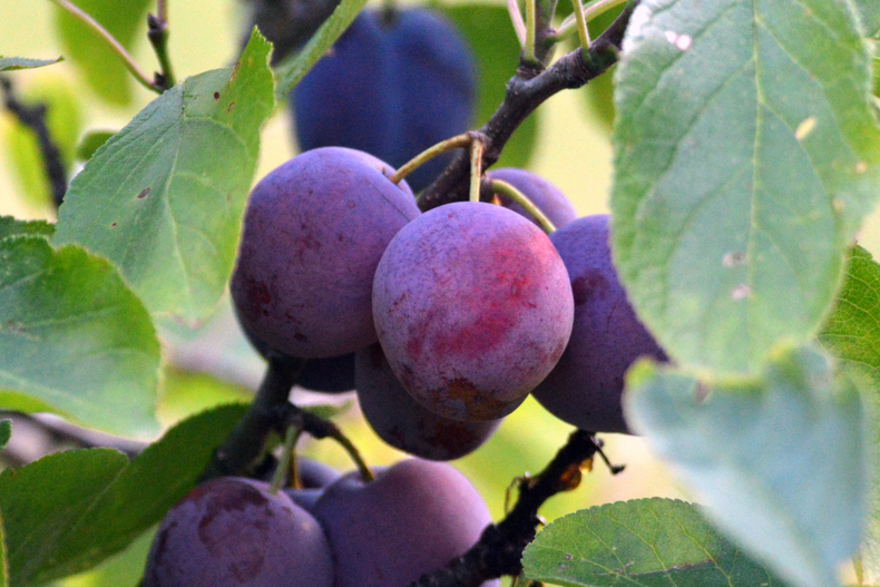 Jardinería: el árbol frutal que transformará tu jardín con su belleza y ...