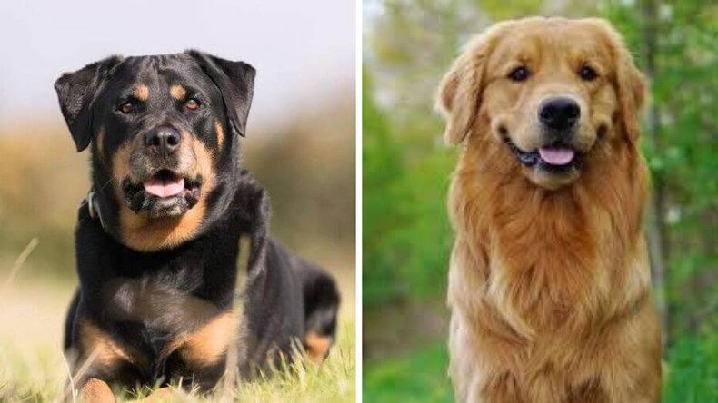 Mascota: conocé al cachorro mezcla de Golden Retriever y Rottweiler que ...