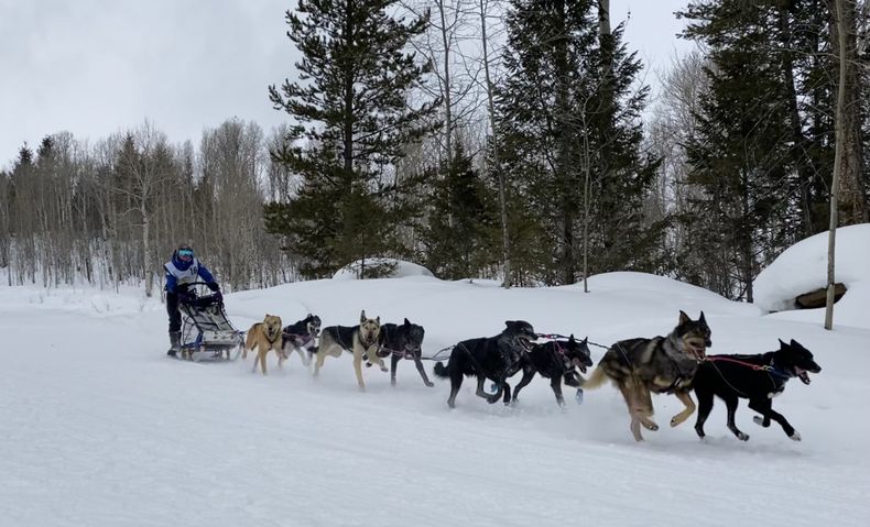 Perros: así es el Mushing, el deporte nacido de la fiebre del oro