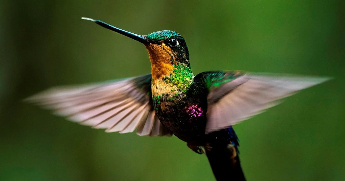 Caracas, la ciudad de los colibríes