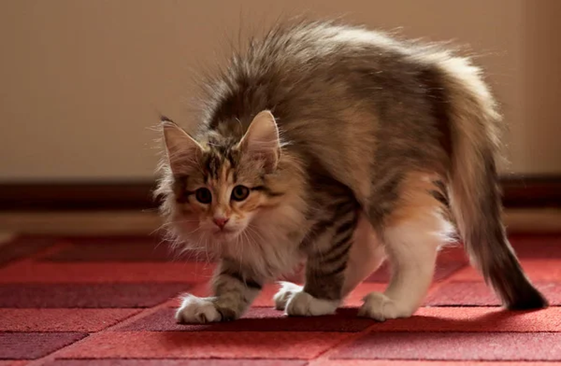 Mascota: el truco que nadie te contó para calmar a un gato asustado