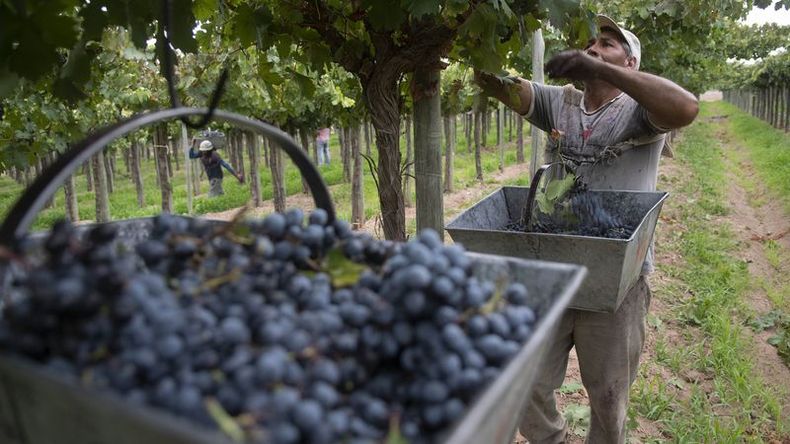 Preocupación por la baja en la cosecha de uva para esta vendimia