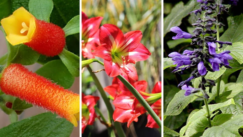 5 plantas para atraer colibríes en septiembre en tu jardín
