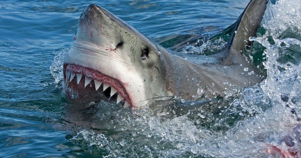 Terror y pánico en Egipto: un tiburón devoró a un turista