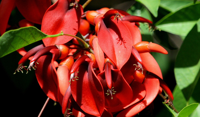 Día de la Flor Nacional: cómo nació la celebración del 22 de noviembre