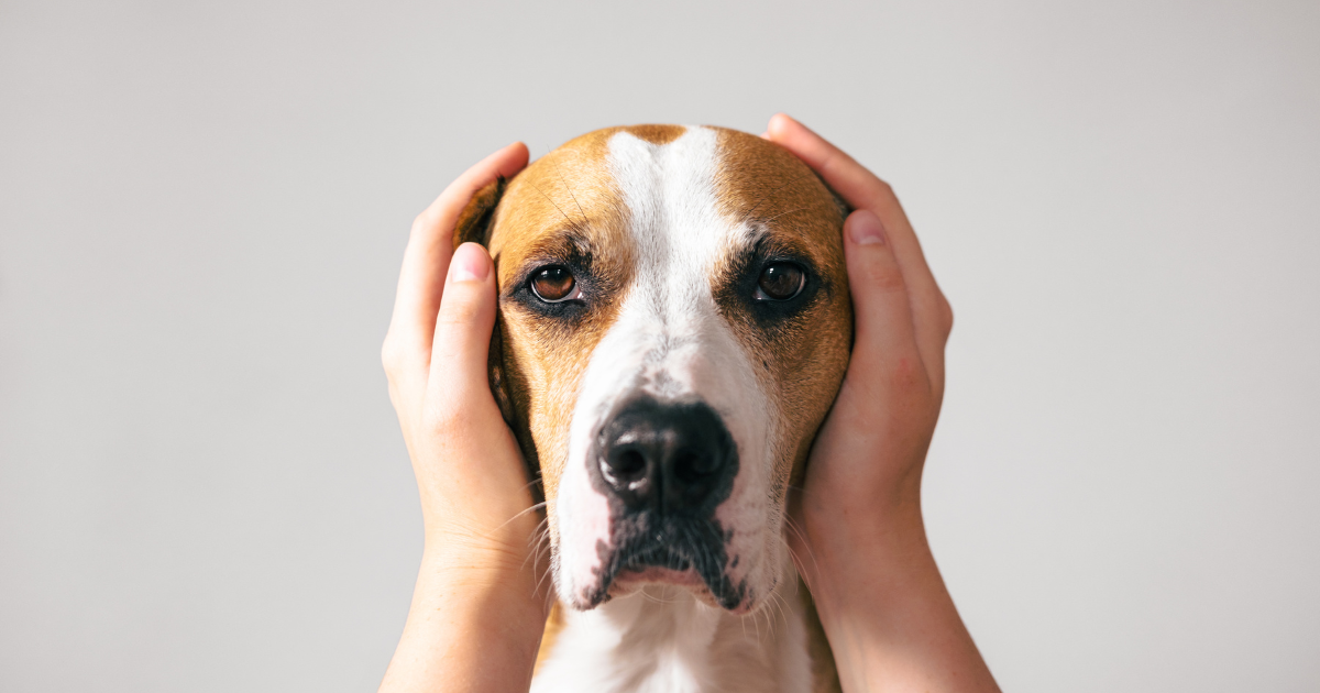Así descubre tu perro la tranquilidad cuando le das un momento de silencio