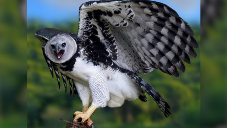 Reaparece en Argentina una de las aves más poderosas del continente