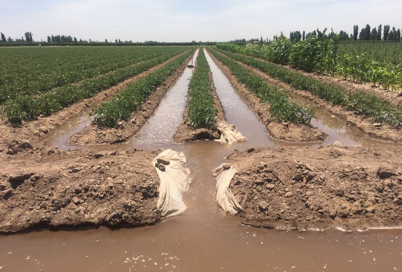 Irrigación, del pronóstico a flexibilizar agua para riego
