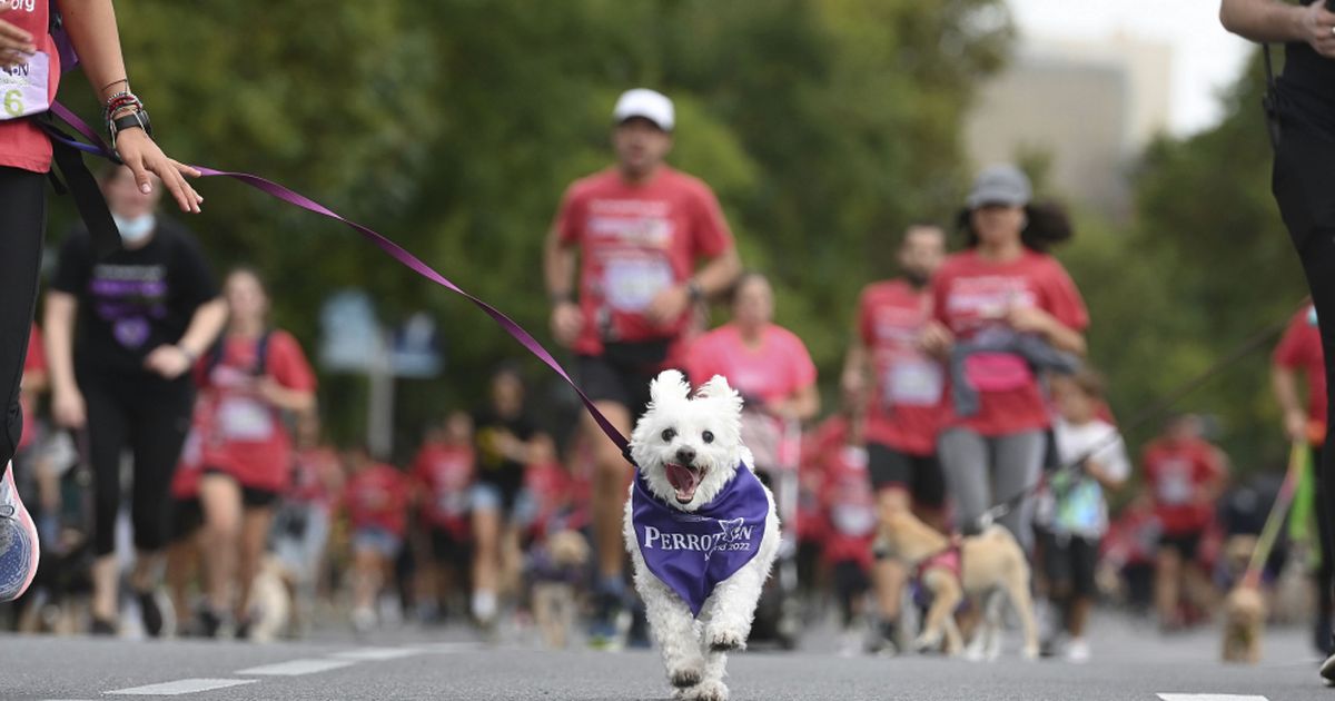 Perros: una carrera en Madrid con motivo del Perrotón