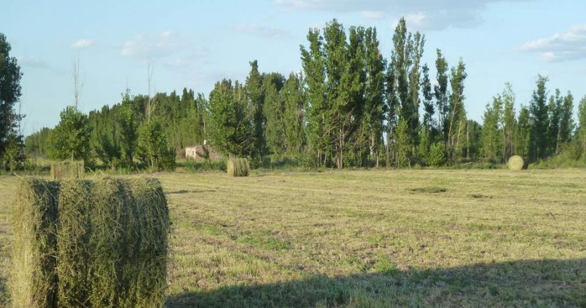 San Rafael evalúa nuevos cultivos ante las complicaciones del ajo y la ...