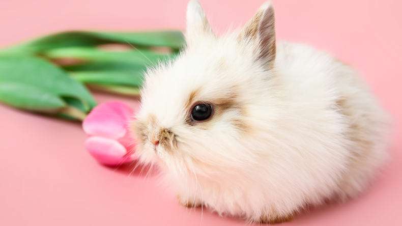 Mascota: la guía básica para saber cómo cuidar a un conejo mini toy