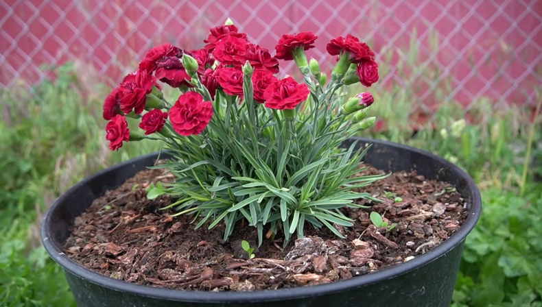 Cómo hacer que los claveles florezcan más durante la primavera y el verano