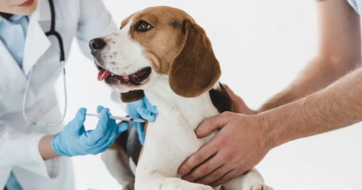 ¿Por qué se recuerda el Día Mundial contra la Rabia el 28 de septiembre?