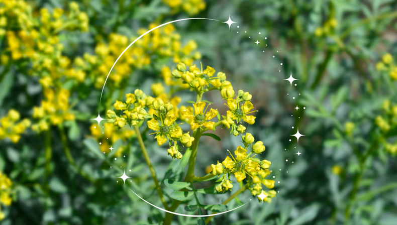 Jardinería: qué significa que se seque la planta de ruda en tu jardín