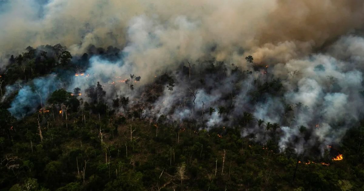 Incendios: arde el corazón de la selva amazónica
