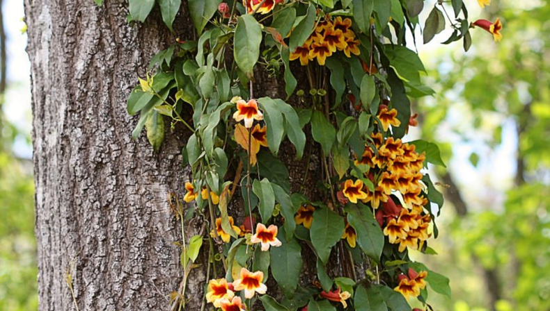 Jardinería: esta es la trepadora ideal si querés color todo el año y ...