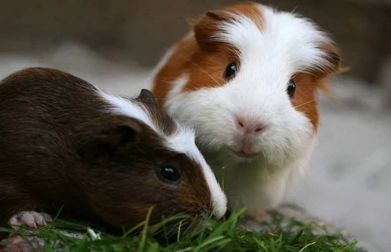 Mascota: ¿los cuyes o cobayos pueden reconocer a sus dueños?