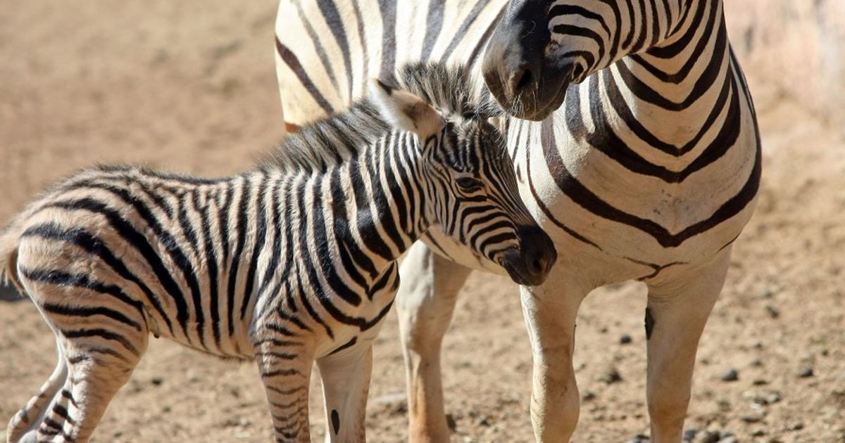 Nació una cebra en el ZOO: ¿qué nombre le pondrías?