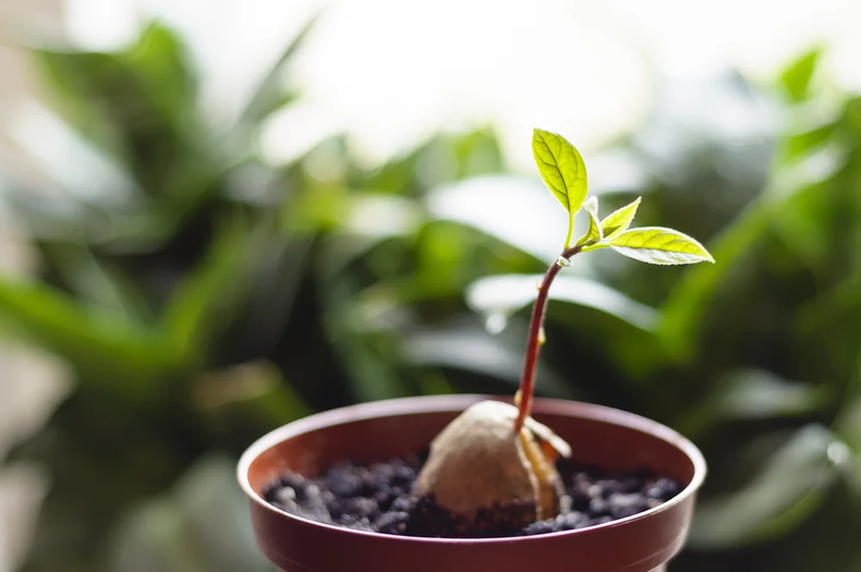 Jardinería: la guía completa para cultivar un árbol de palta en casa