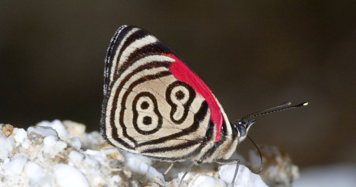¿Conocés a la Mariposa 89?