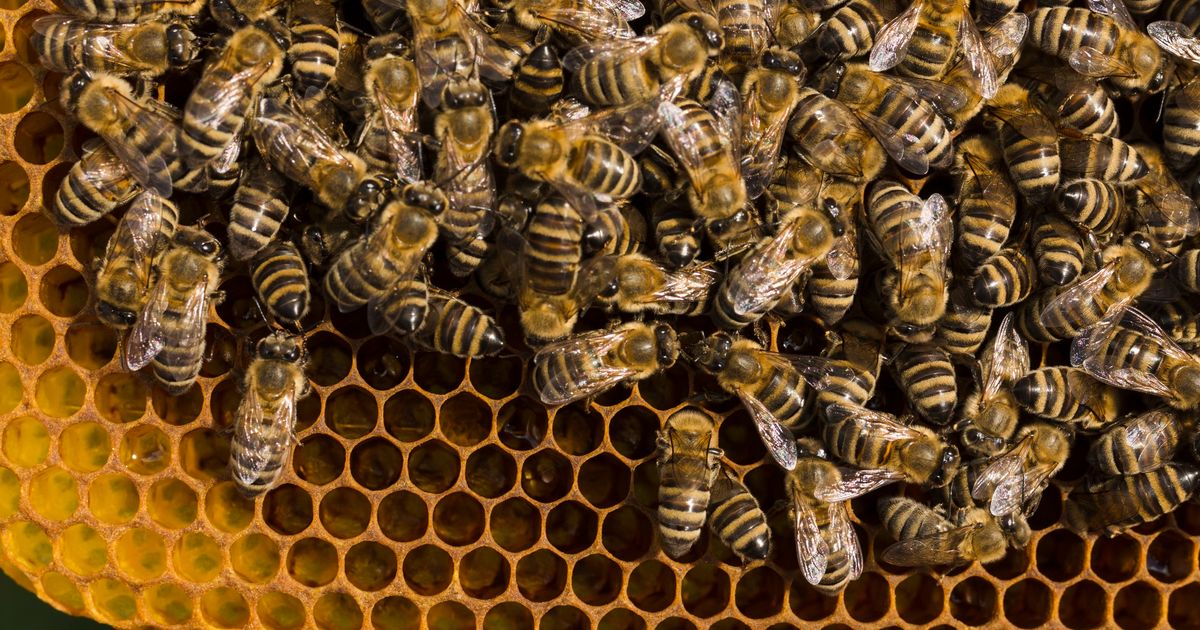 Día Mundial de las Abejas: ¿por qué se festeja hoy, 20 de mayo?