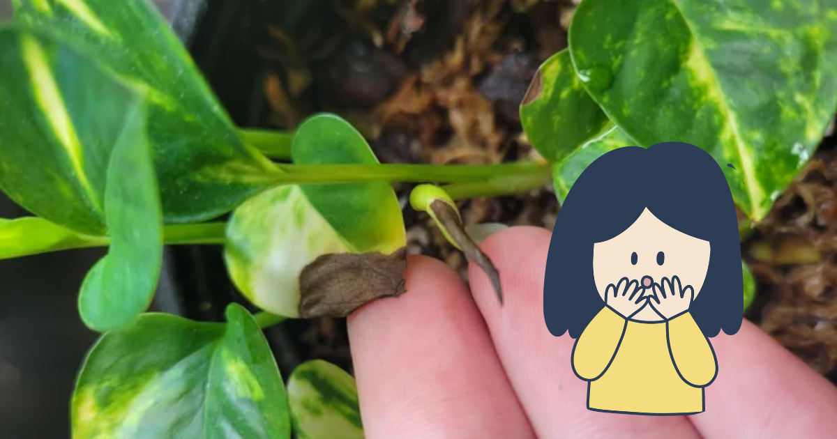 Cómo solucionar las hojas marrones de tu plantas de potus