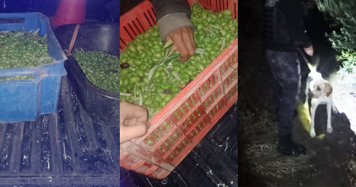 El perro héroe en el Día del Animal: Fito recuperó aceitunas robadas en ...