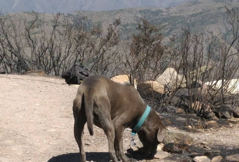 Se salvaron los tres perros que viven en la cima del Cerro Arco