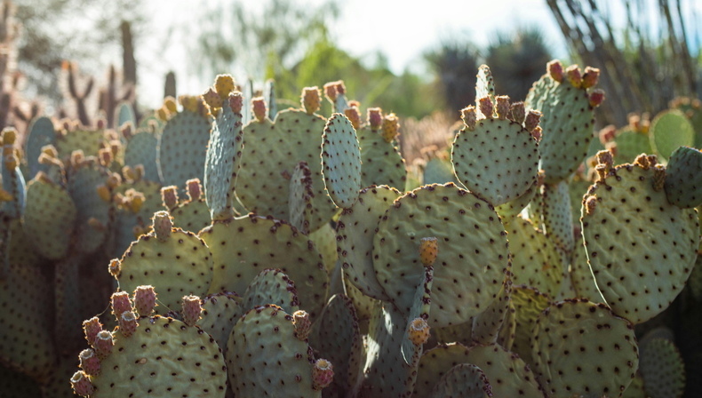 Cómo crear jardines con plantas autóctonas de Mendoza