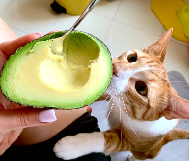 Mascota: ¿por qué los gatos no deben comer palta?