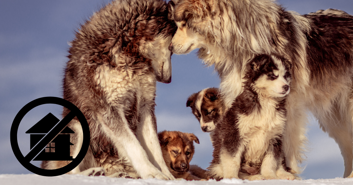 Mascota: cómo se llama la cruza entre un perro y un lobo y por qué no ...