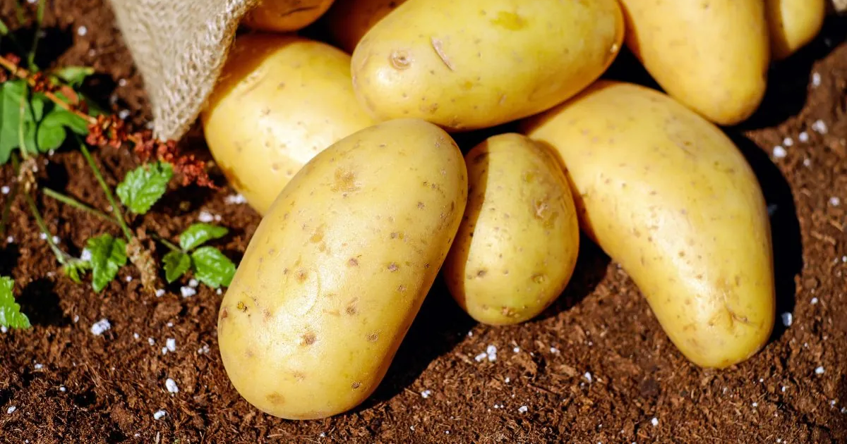 Habemus Papas II: cómo será el evento que busca potenciar la papa mendocina