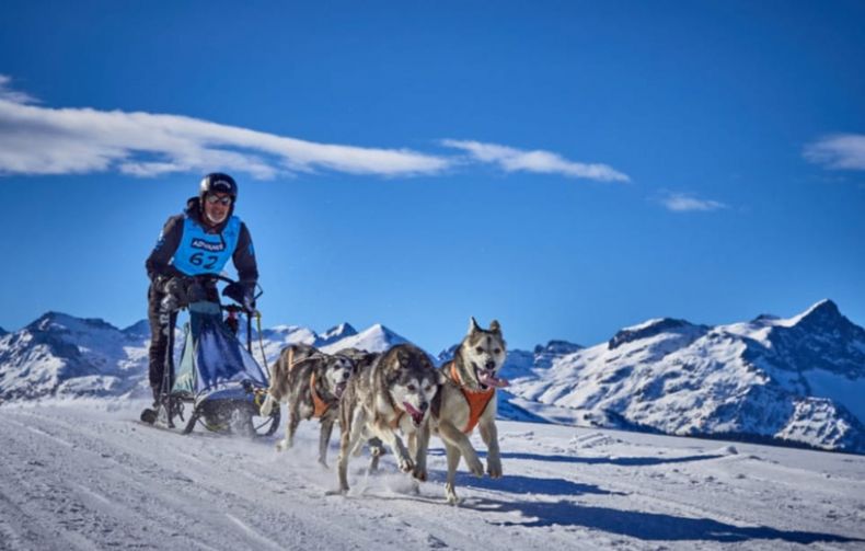 Perros: así es el Mushing, el deporte nacido de la fiebre del oro