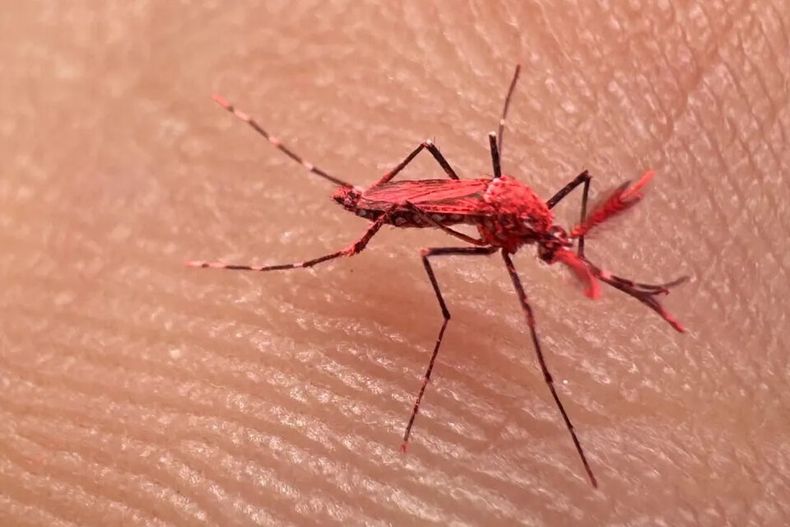 Mosquitos rojos: qué son estos insectos que circulan en Mendoza y por ...