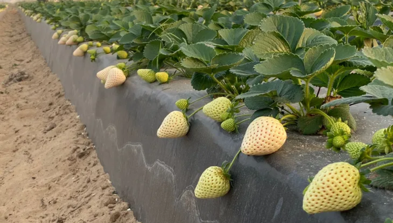 El fruto chileno que transformó la frutilla y sorprende en el mundo de ...